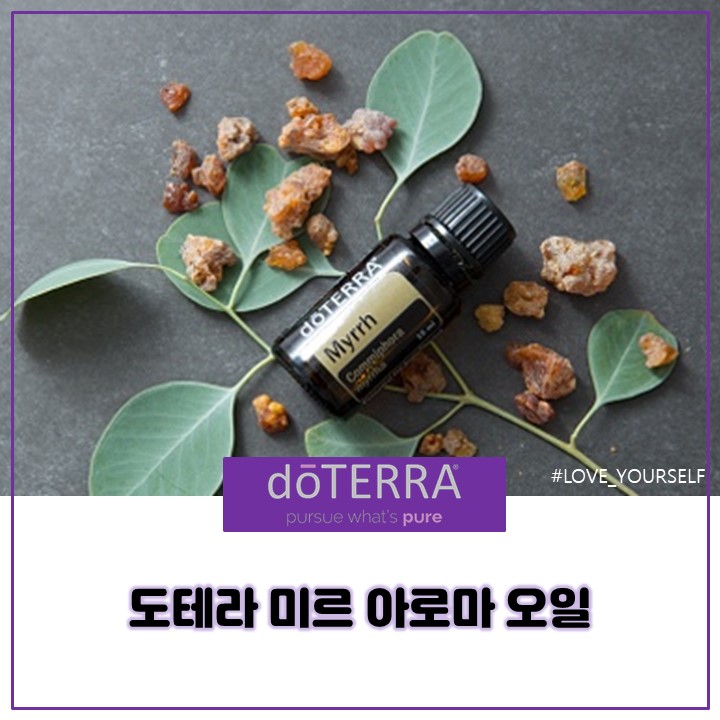 동방박사가 아기예수님께 선물했던 몰약 도테라 미르 몰약 아로마 에센셜 오일은 구강 염증은 물론 면역력 증진에도